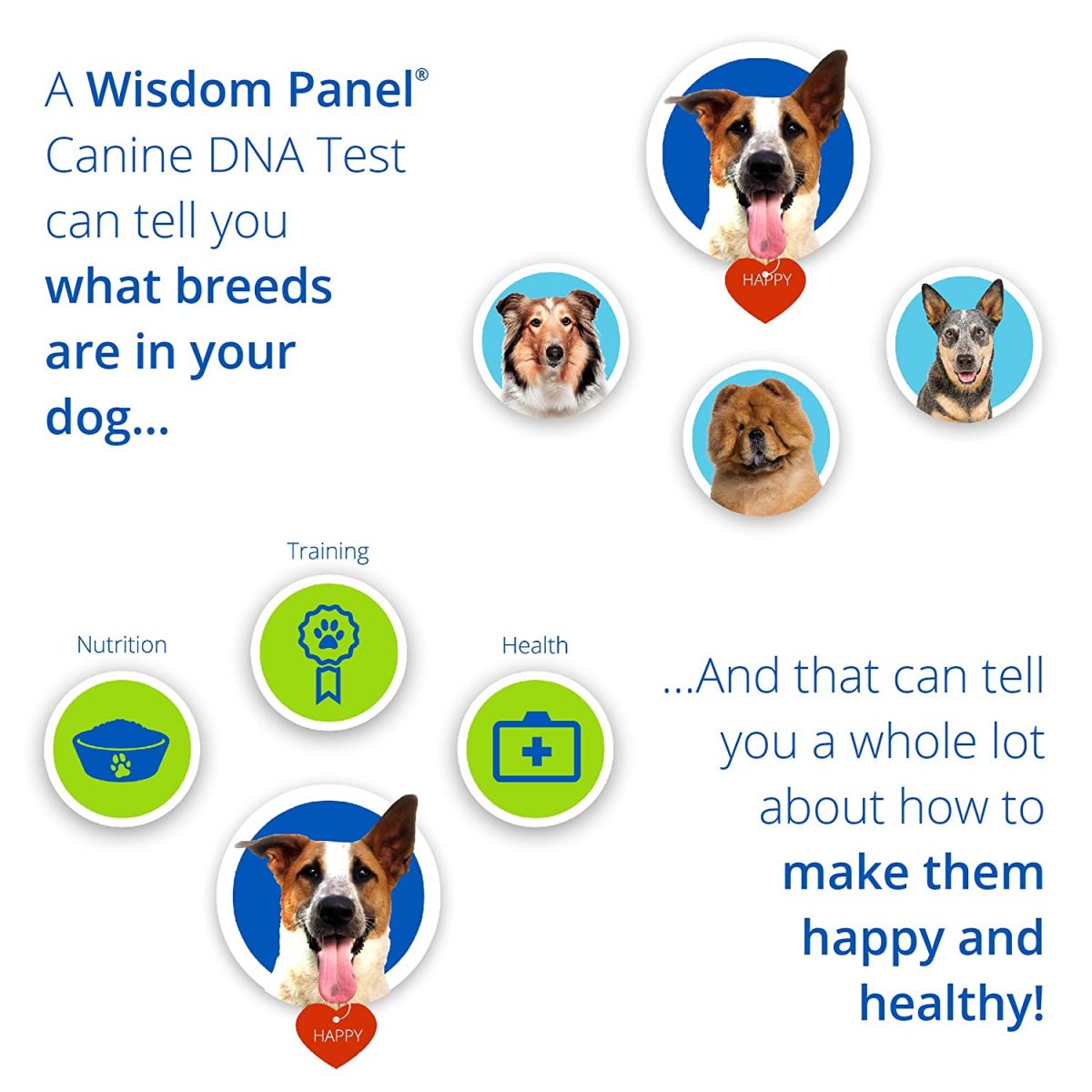Wisdom Panel: How to Map Your Dog’s DNA | Robots.net
